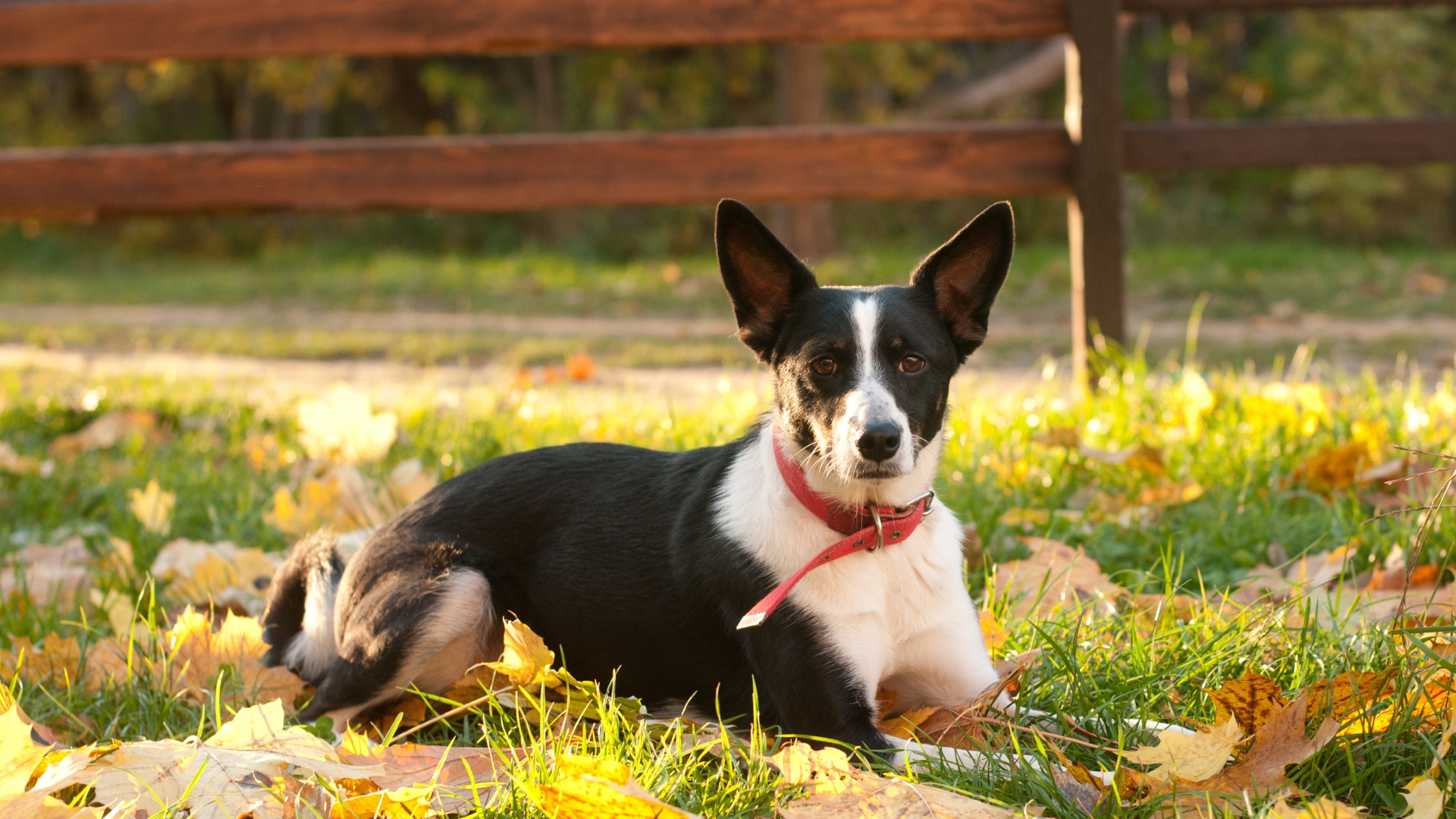 New Haven Animal Hospital Online Forms